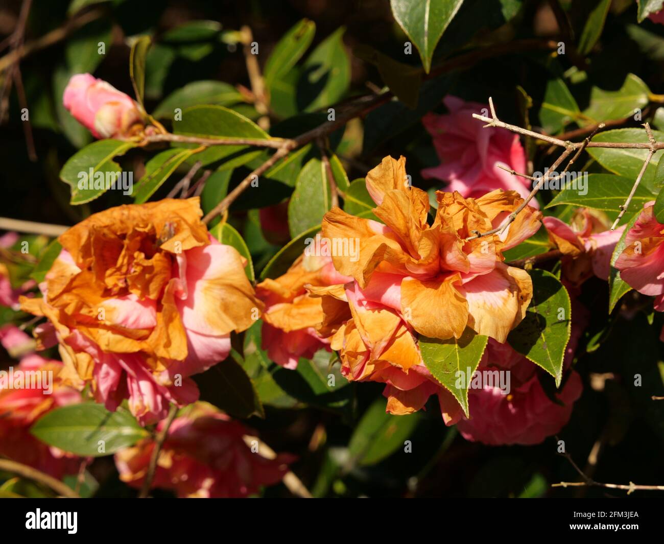 Shriveled orange hi-res stock photography and images - Alamy