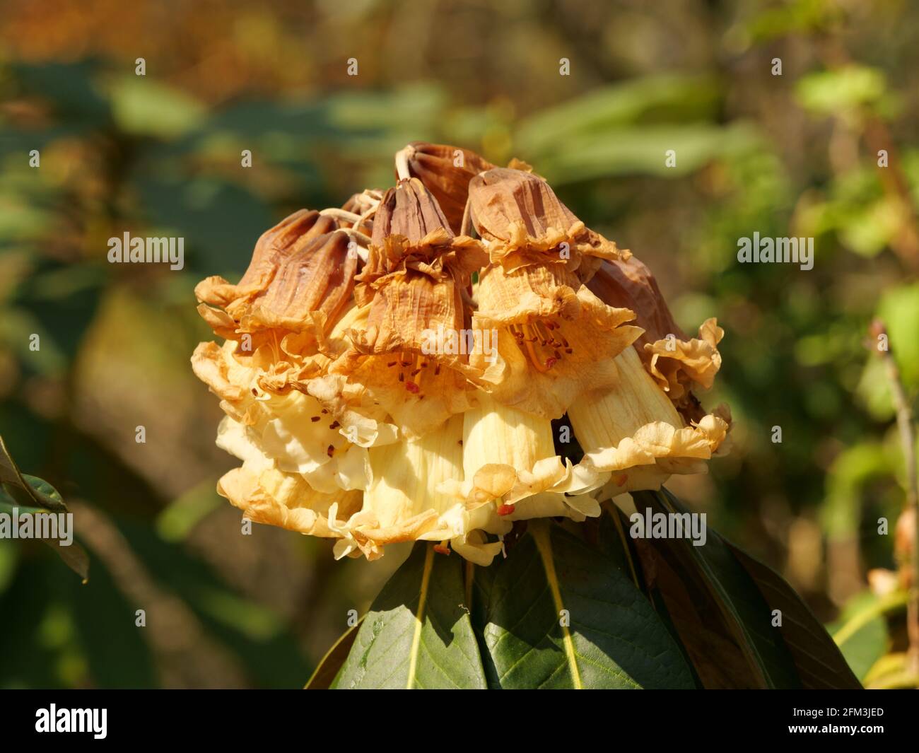 Closeup of white shriveled rhododendron flowers in a bright garden ...