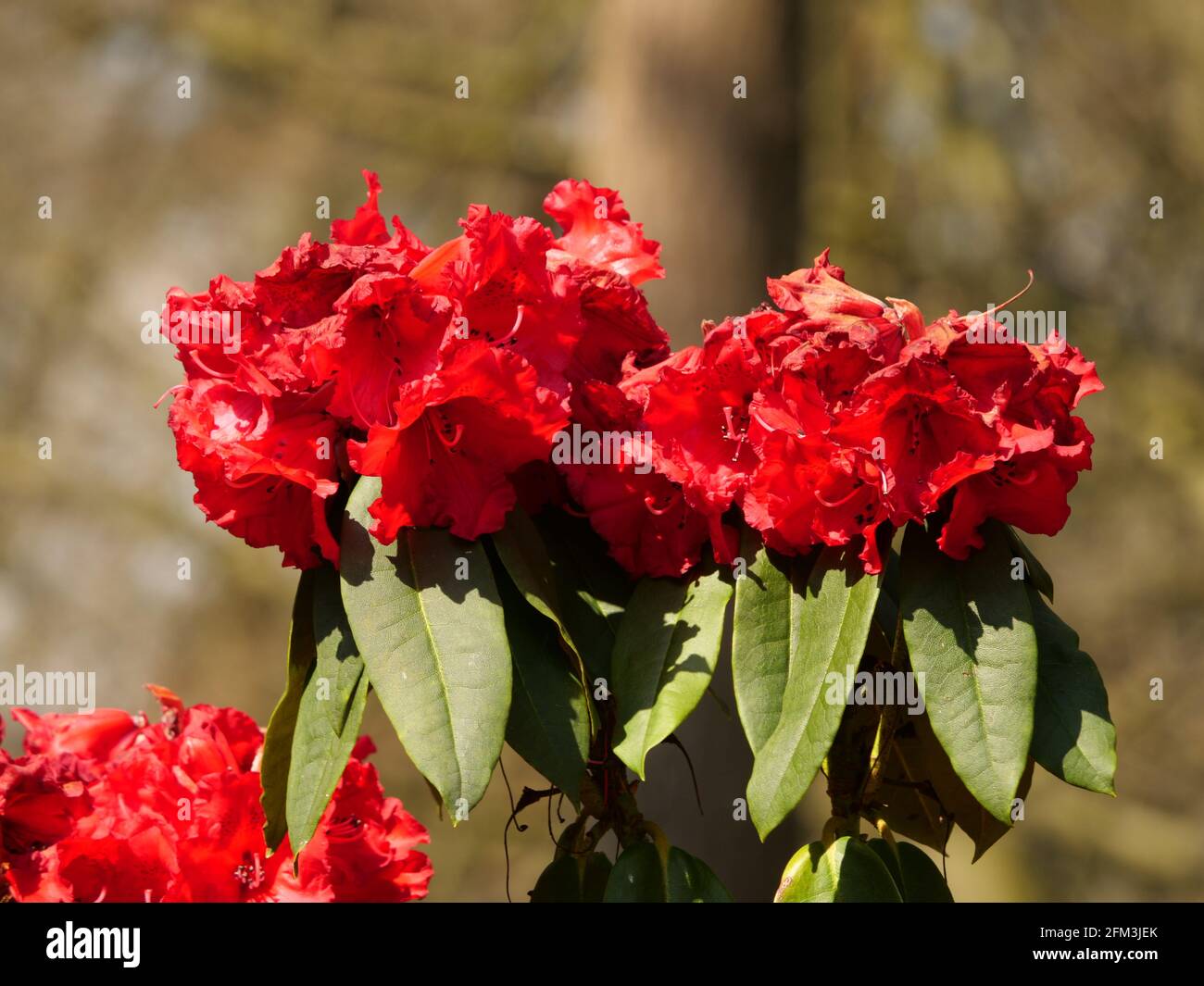 Closeup of vibrant red rhododendron flowers in a bright forest Stock ...