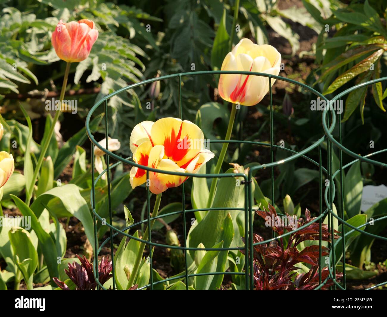 Metal cage in a garden with colorful tulip flowers in it Stock Photo ...