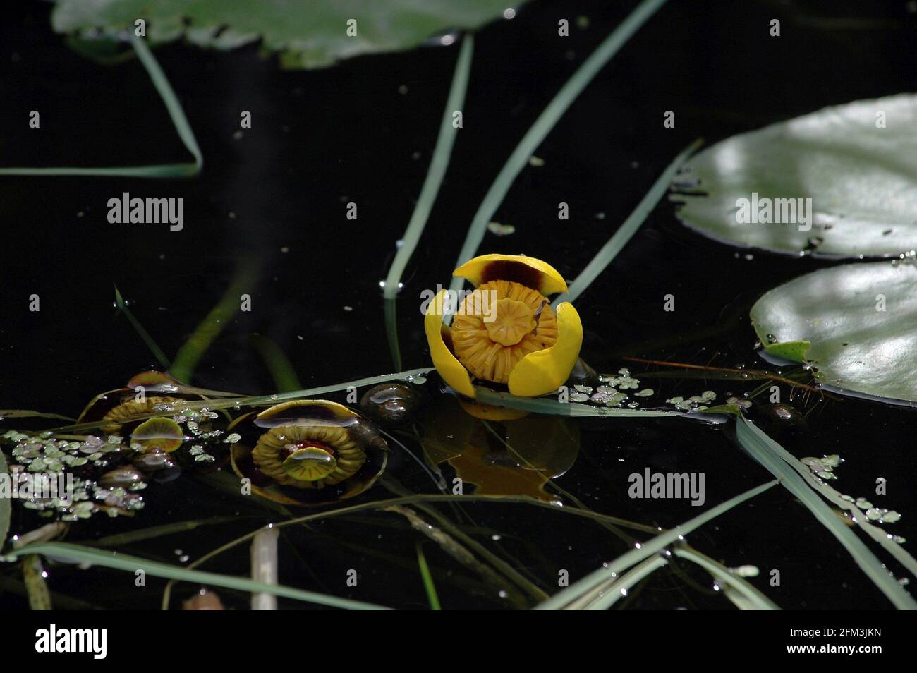 close-up of bullhead lily Nuphar variegata Stock Photo - Alamy