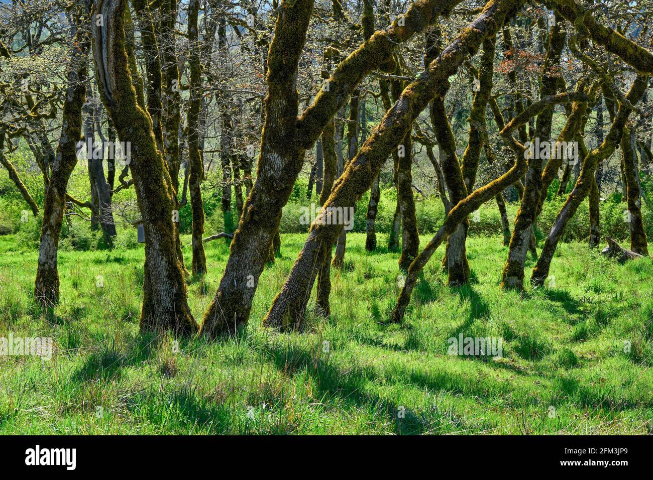 Garry Oak trees, Somenos Garry Oak Protected Area, Duncan, British ...