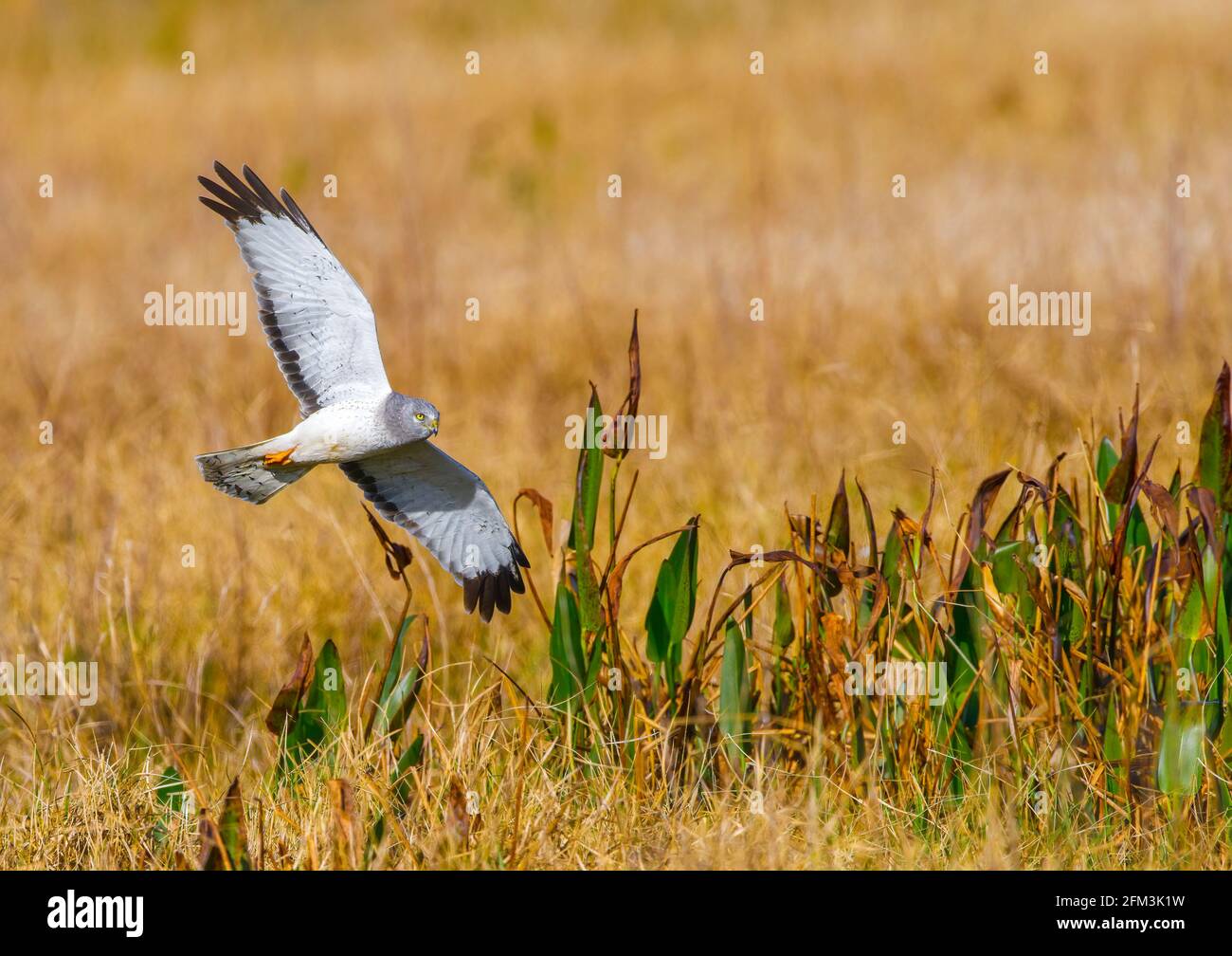 Harrier low flying hi-res stock photography and images - Alamy