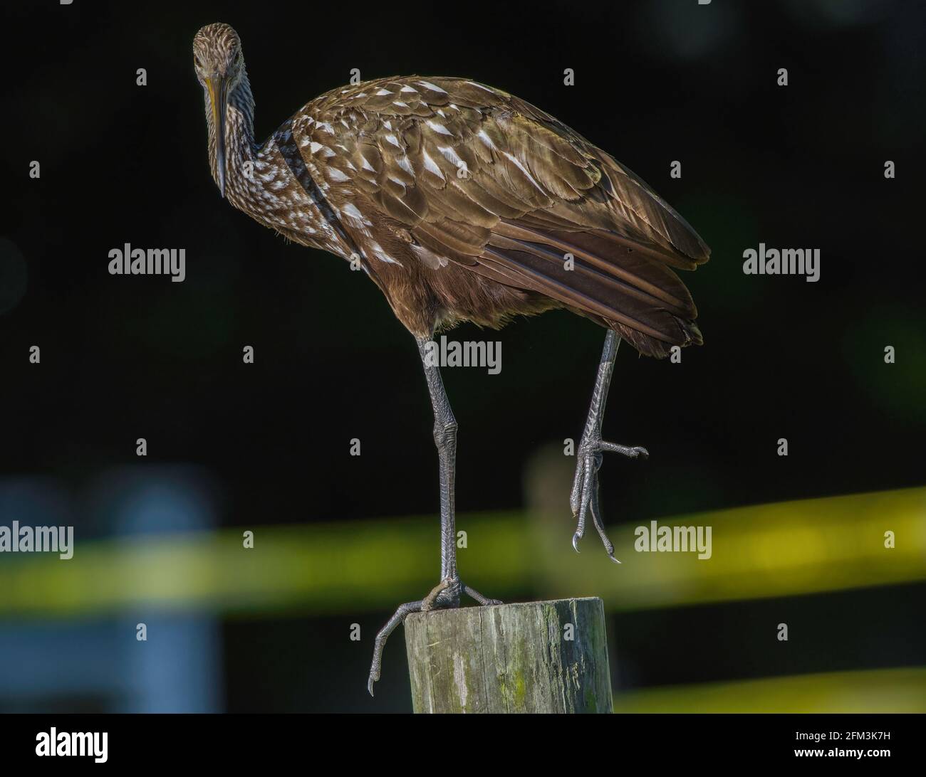 Snails legs hi-res stock photography and images - Alamy