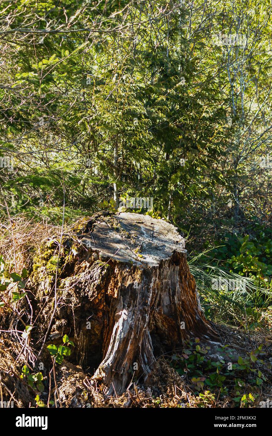 old eroded tree stump on the side of a trail Stock Photo - Alamy