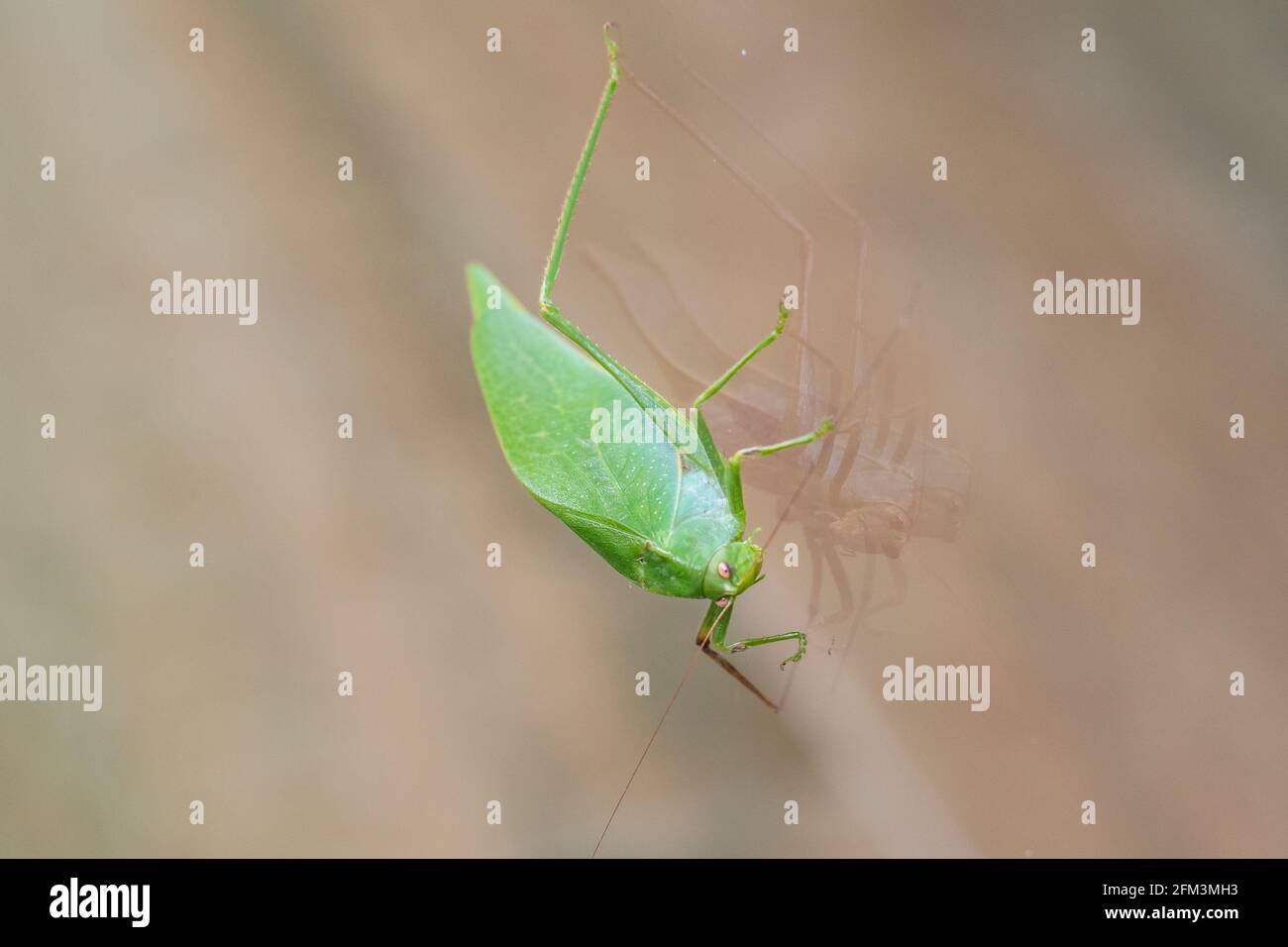 Small green cricket, resting on a glass Stock Photo - Alamy
