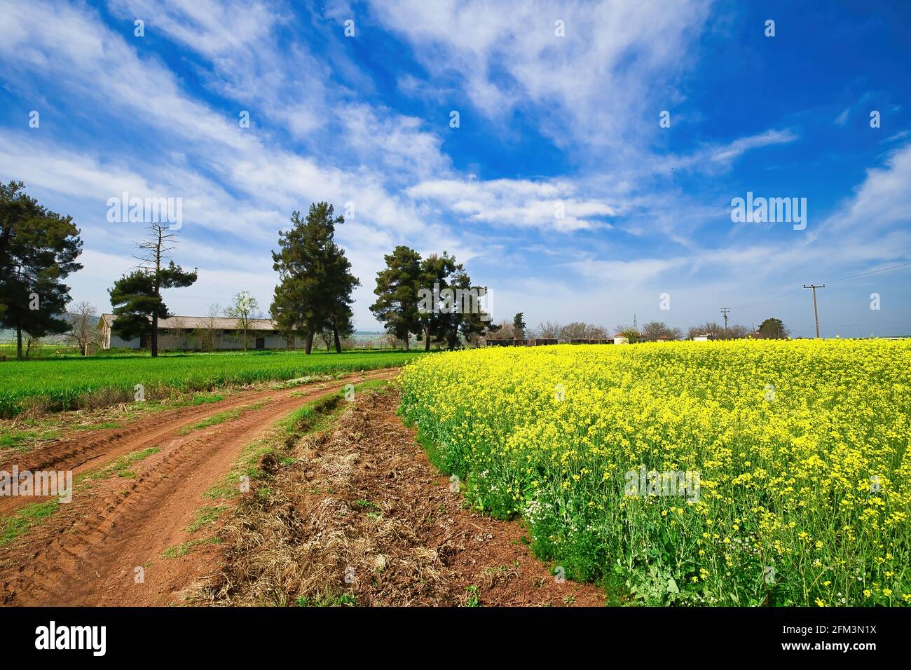 Rapeseed field with pathway, Blooming canola flowers panorama. Rape on ...