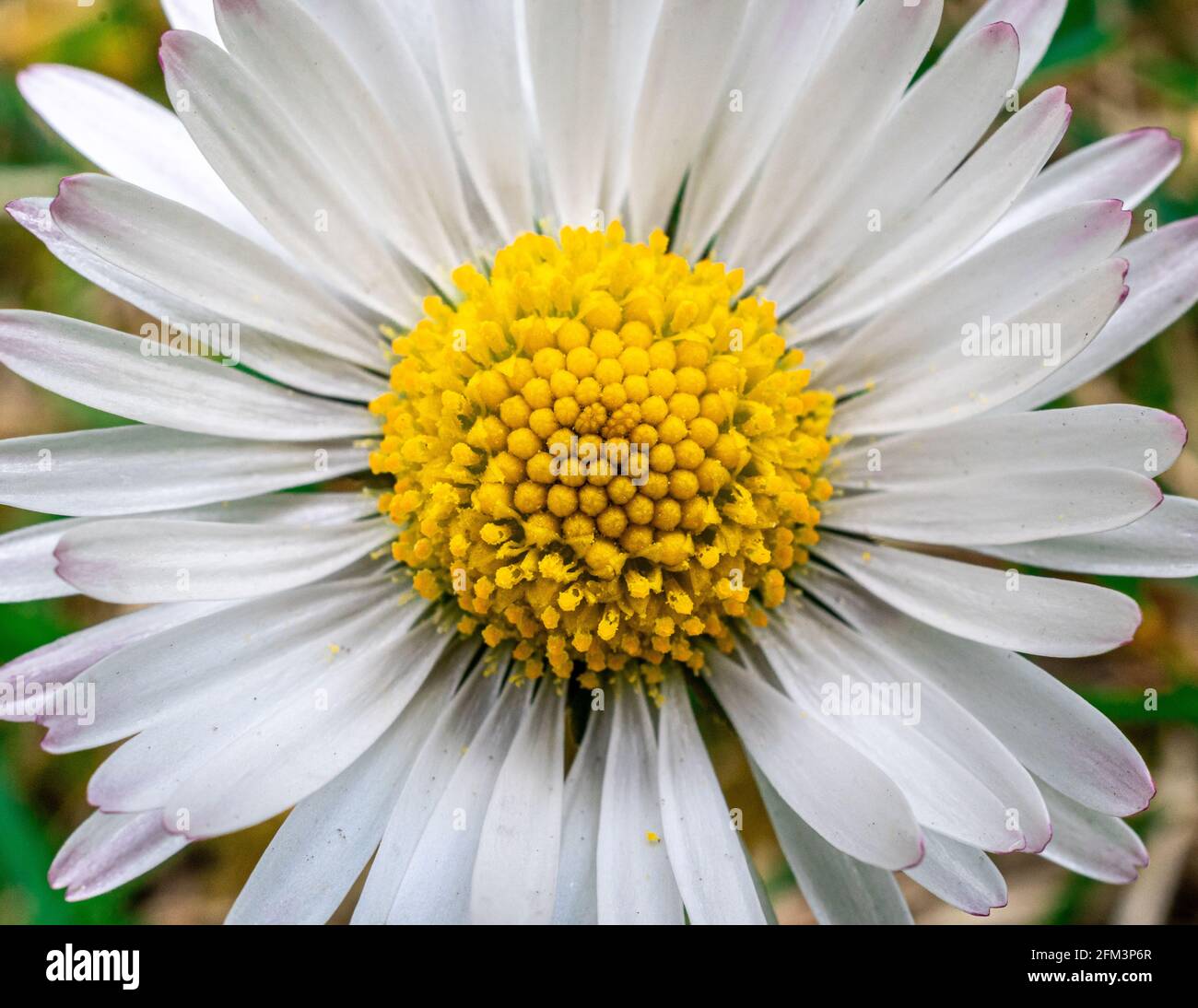 Top-view of a beautiful fresh daisy Stock Photo - Alamy