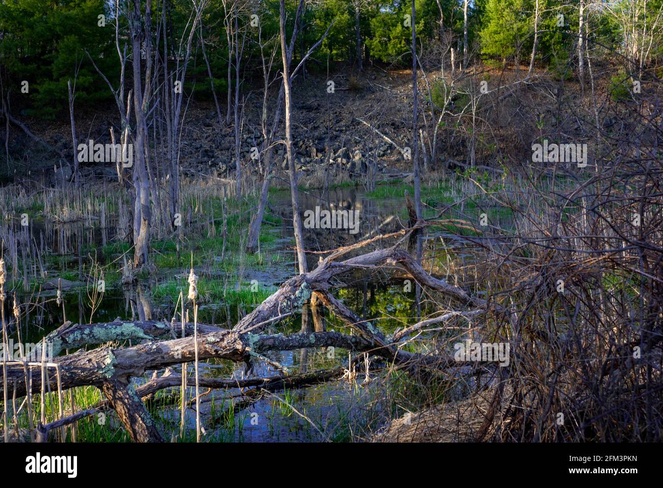 Dead trees in swamp hi-res stock photography and images - Alamy