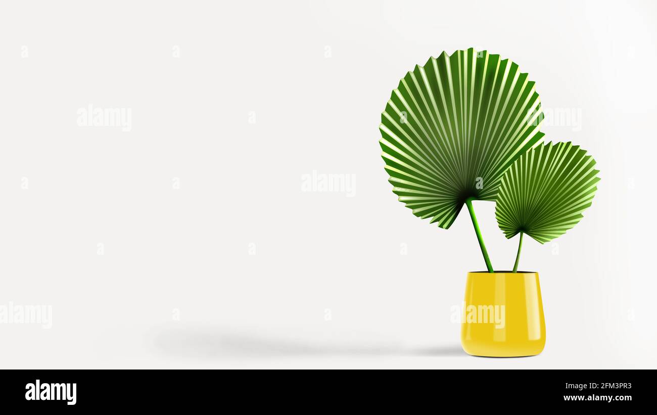 Round palm leaf in a yellow pot isolated on white background room. Fan ...
