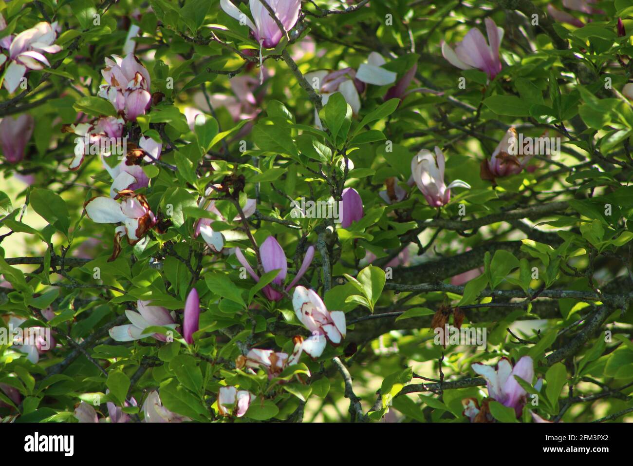 Beautiful magnolia plant with flowers in bloom in the garden Stock ...