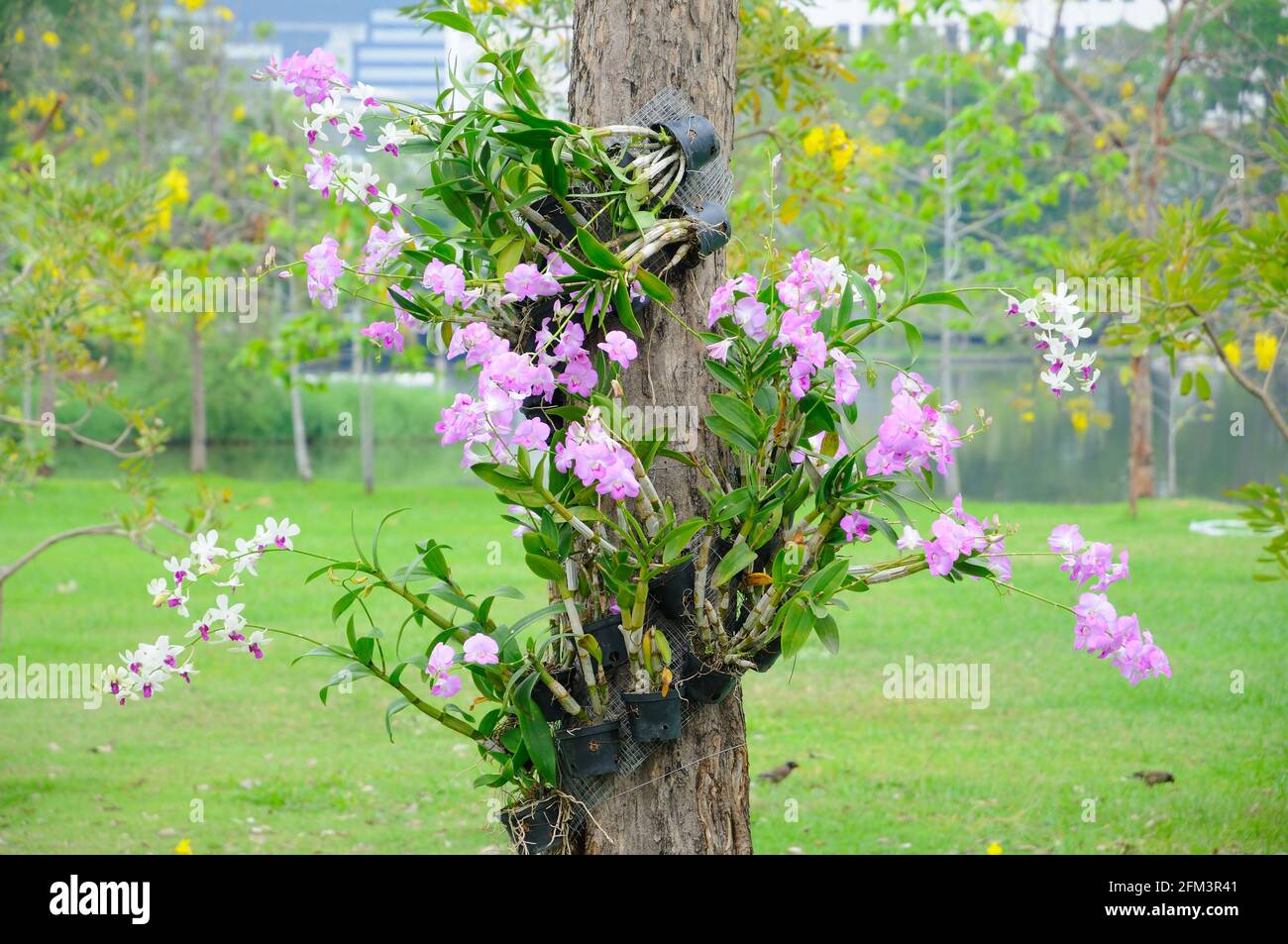 Tropical orchids tree trunk hi-res stock photography and images - Alamy
