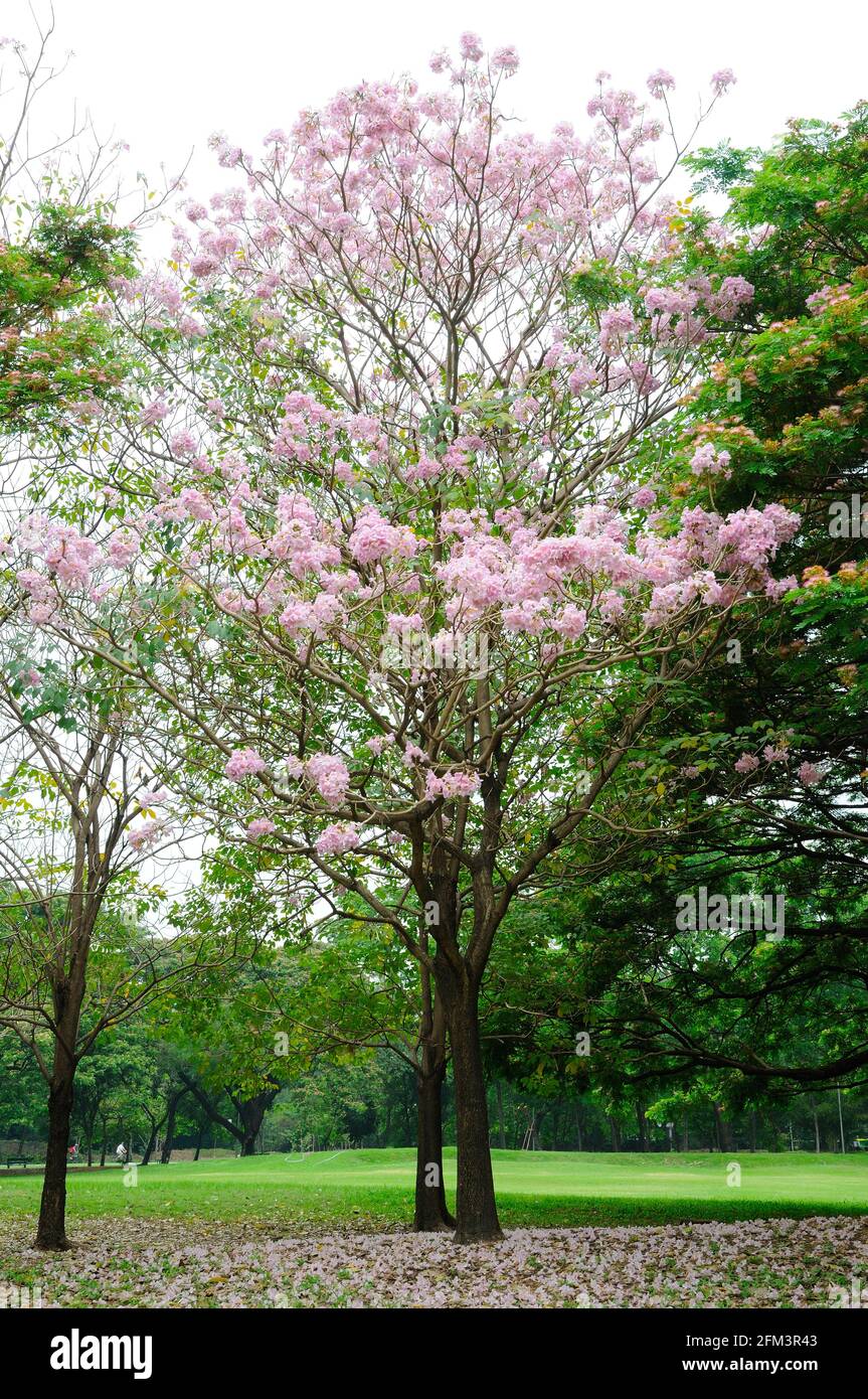 Tabebuia tabebuia impetiginosa hi-res stock photography and images - Alamy