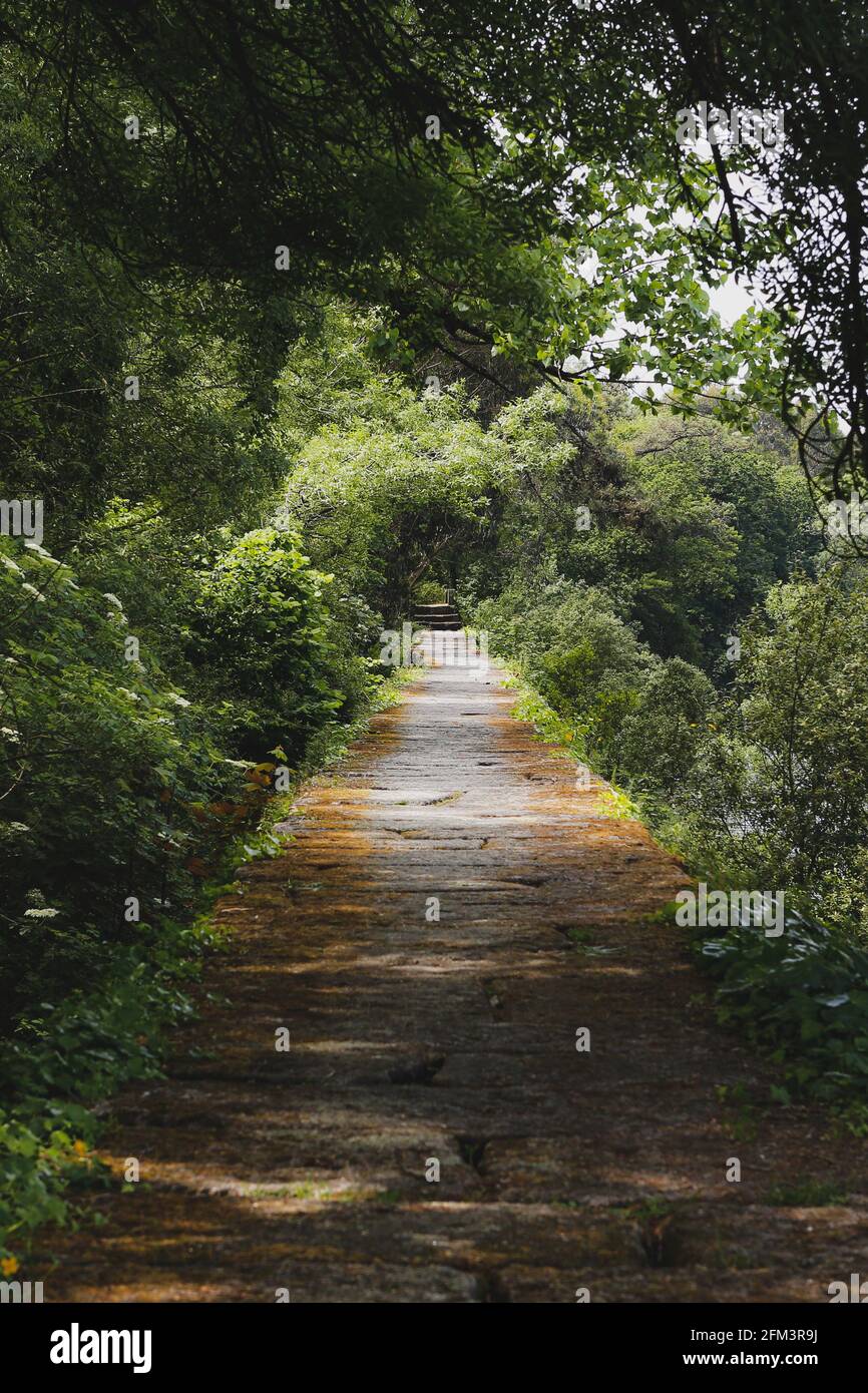 Vertical shot of a weathered concrete pathway surrounded by forest ...