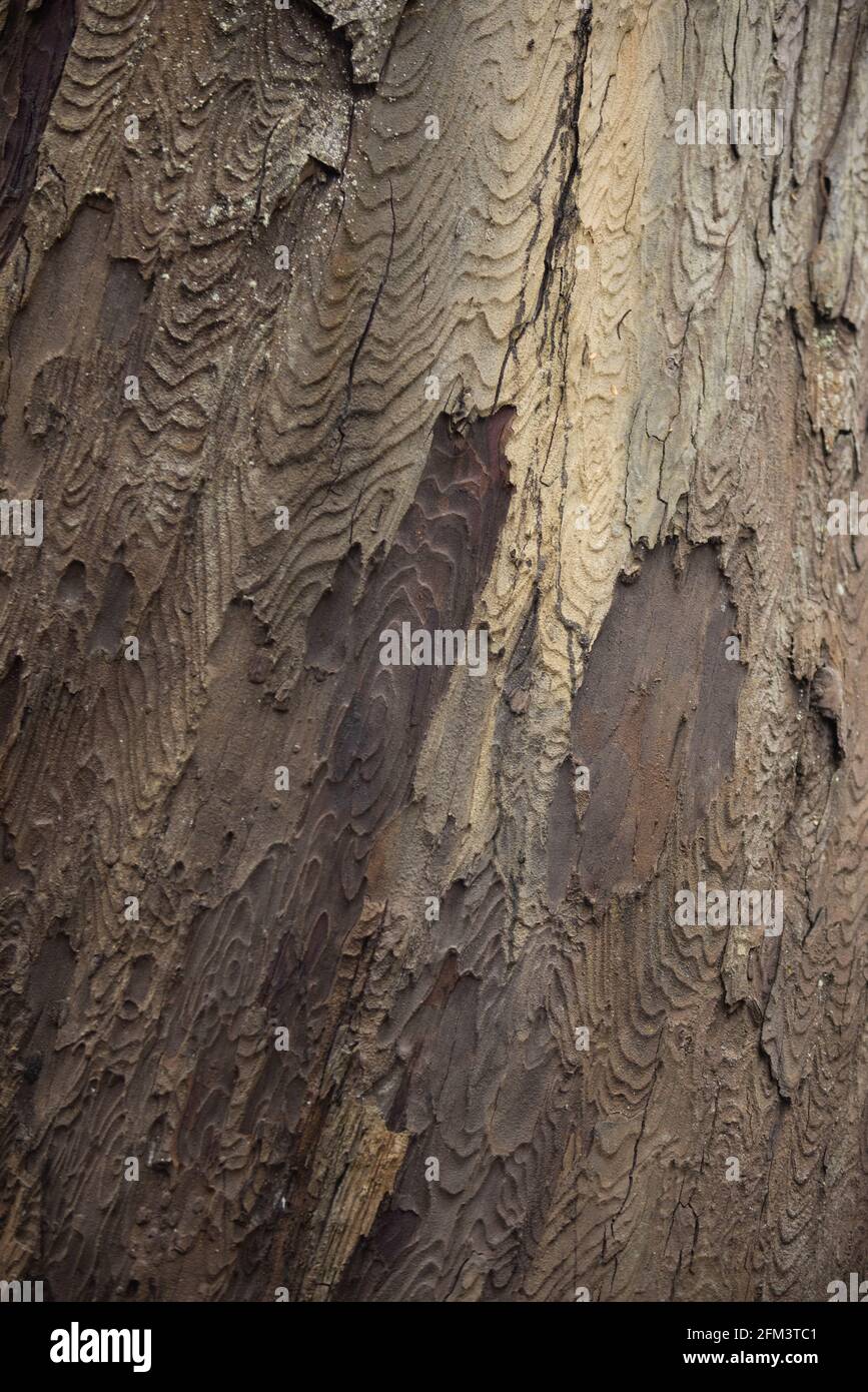 Closeup of Pattern in Native Tree Bark, Te Anau, South Island, New ...