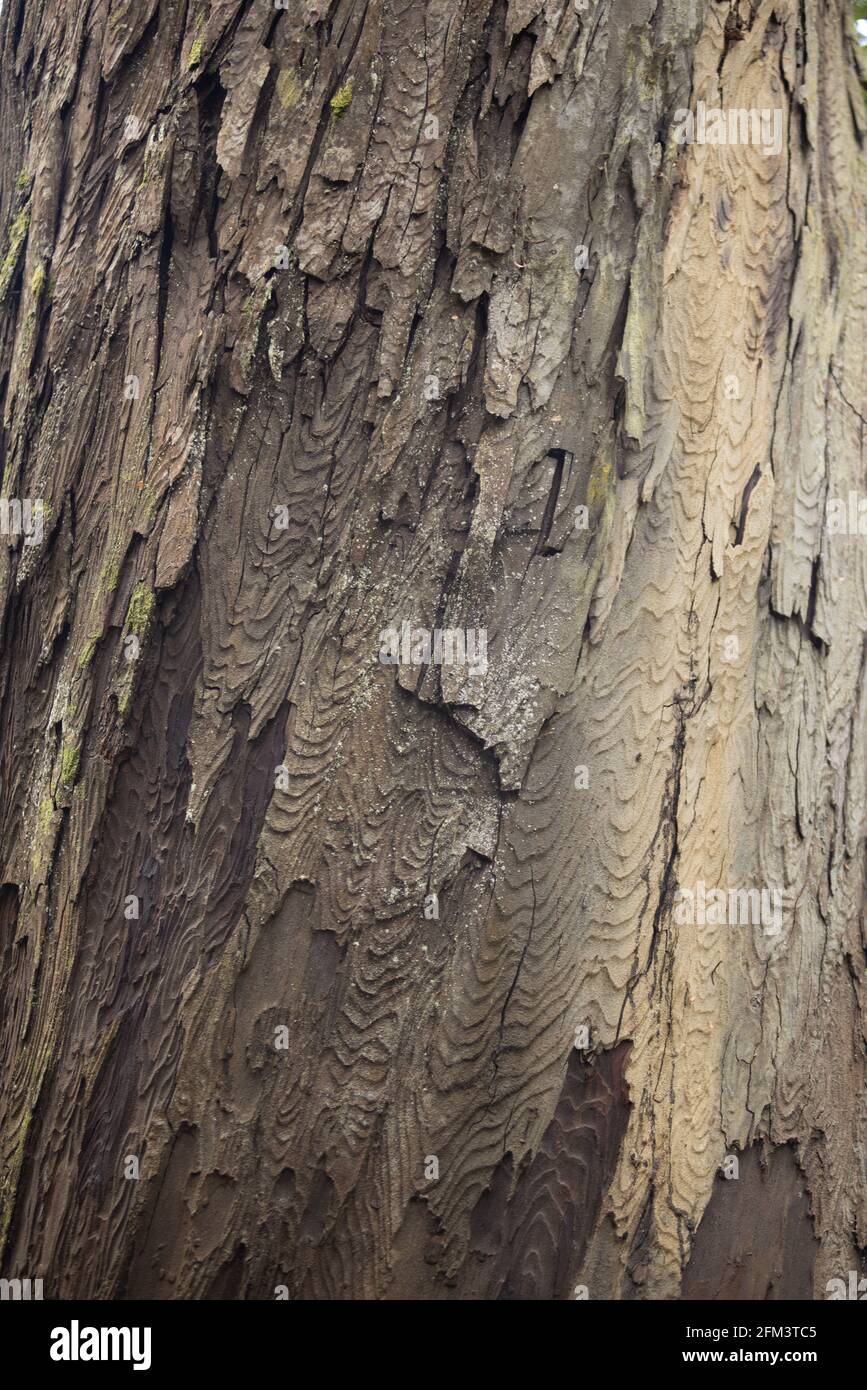 Closeup of Textured Native Tree Bark, Te Anau, South Island, New ...