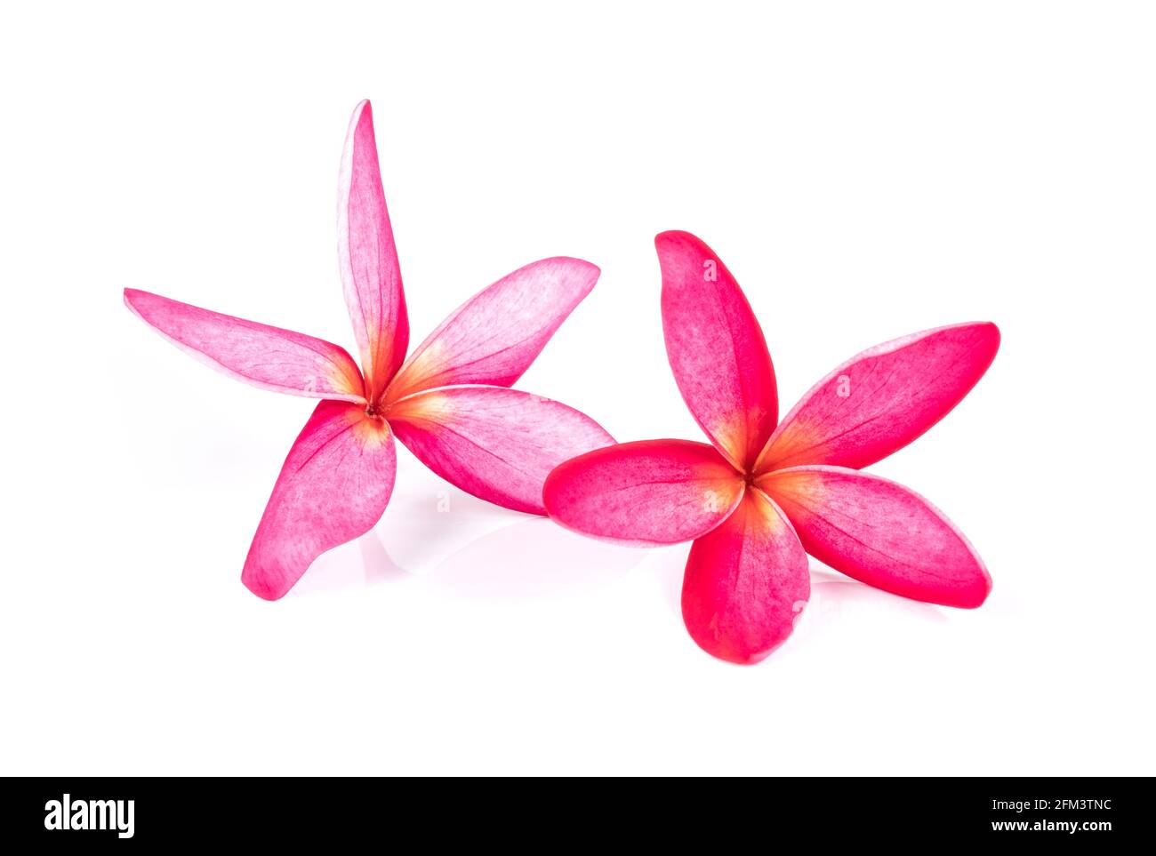 Black red frangipani hi-res stock photography and images - Alamy