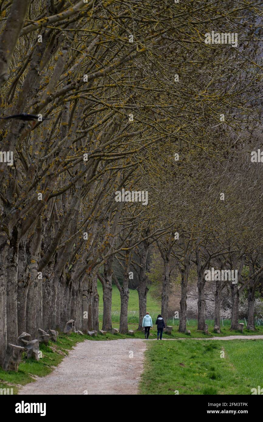 Joseph beuys 7000 trees hi-res stock photography and images - Alamy
