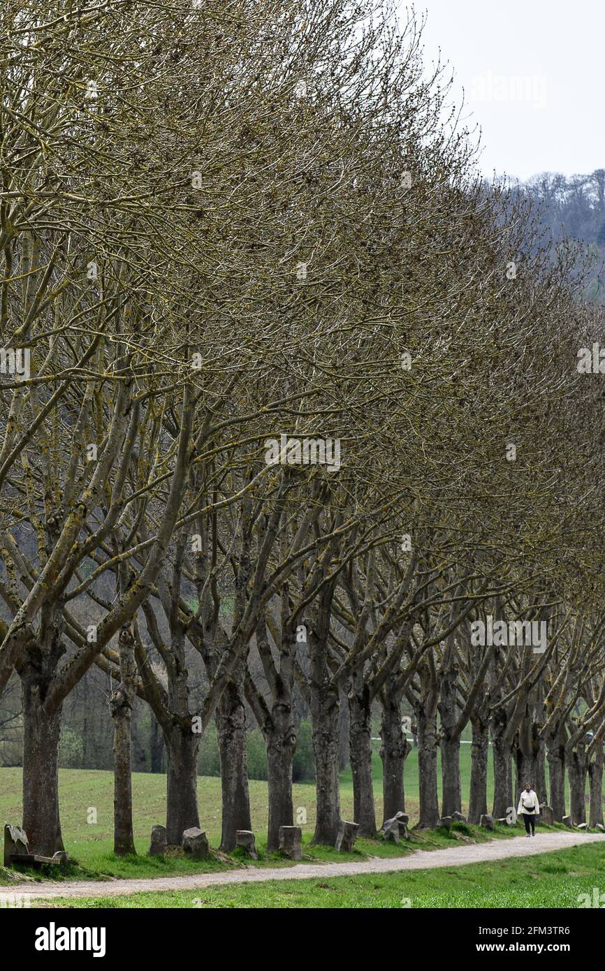 Joseph beuys 7000 trees hi-res stock photography and images - Alamy