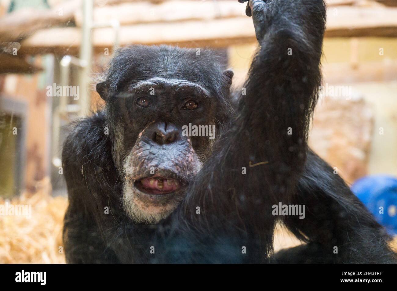 Oliver the chimpanzee hi-res stock photography and images - Alamy