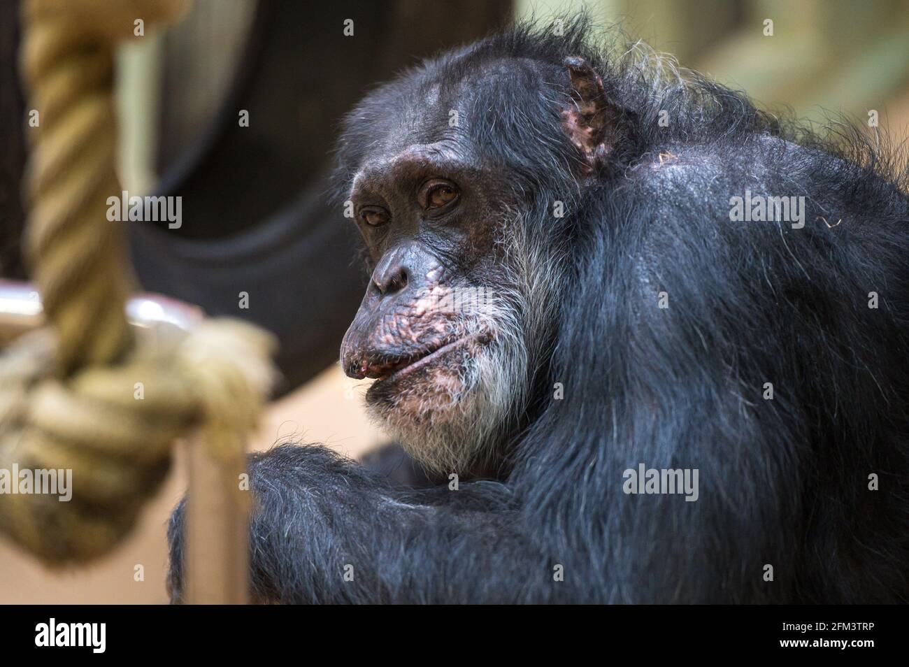 Oliver the chimpanzee hi-res stock photography and images - Alamy
