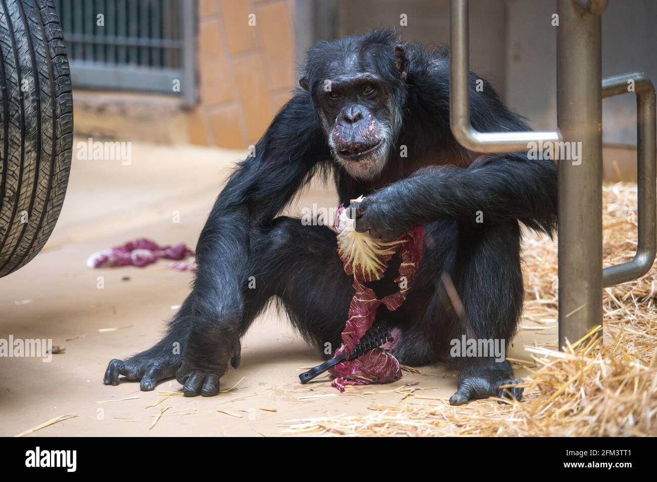 Oliver The Chimp