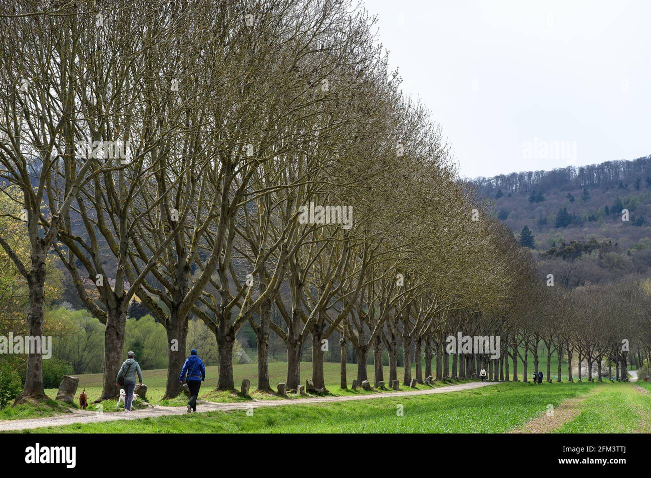 Joseph beuys 7000 trees hi-res stock photography and images - Alamy