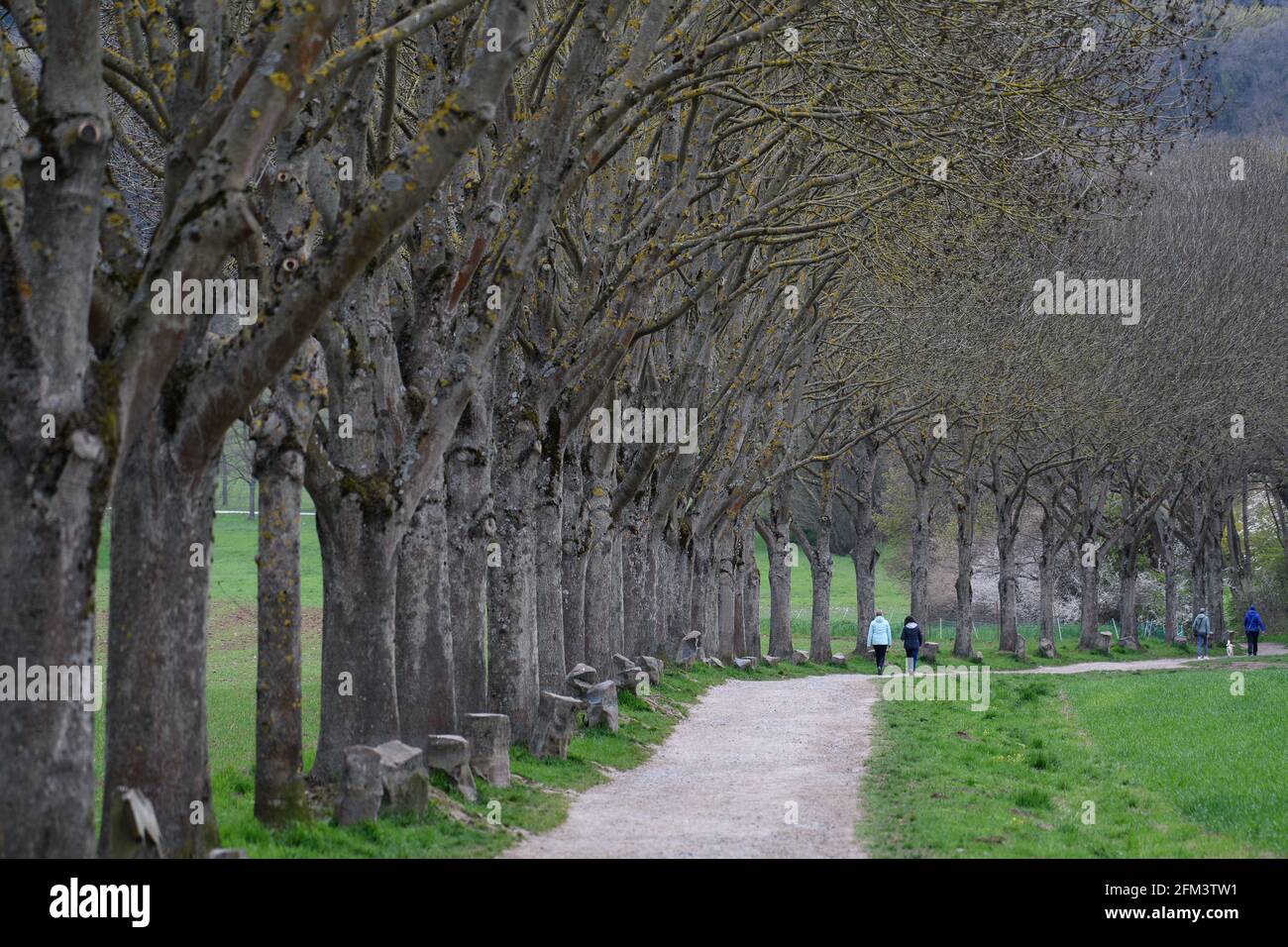 Joseph beuys 7000 trees hi-res stock photography and images - Alamy