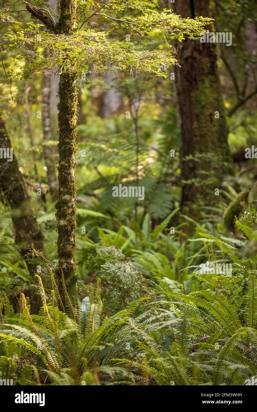 Trees and Ferns by the Track in Lush New Zealand Bush or Forest. Great ...