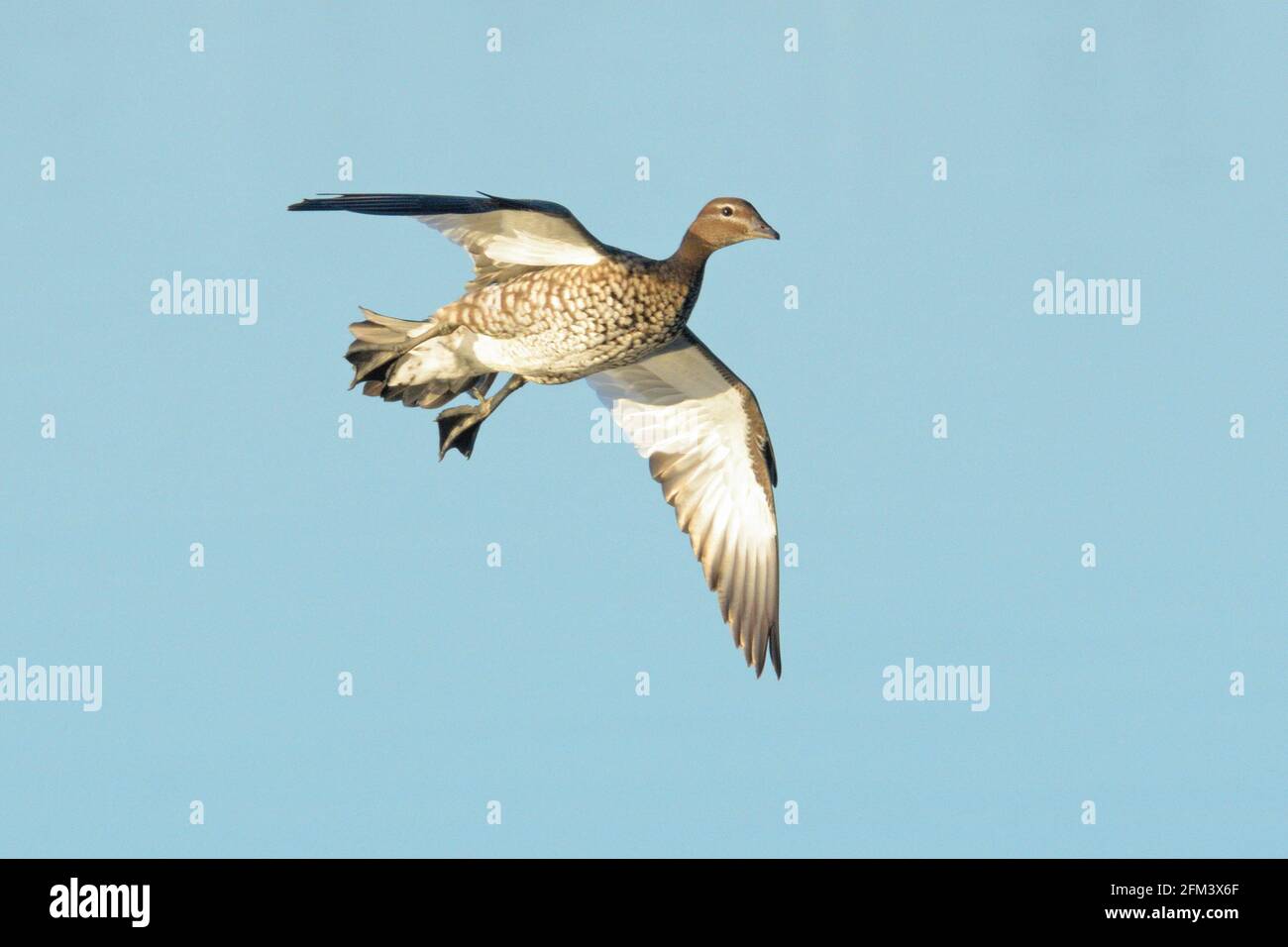 Female australian wood duck hi-res stock photography and images - Alamy