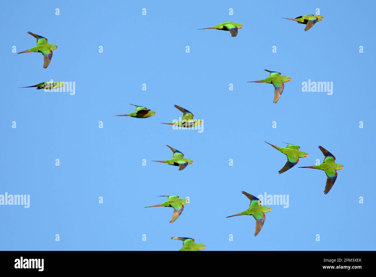 Swift parrot flock hi-res stock photography and images - Alamy
