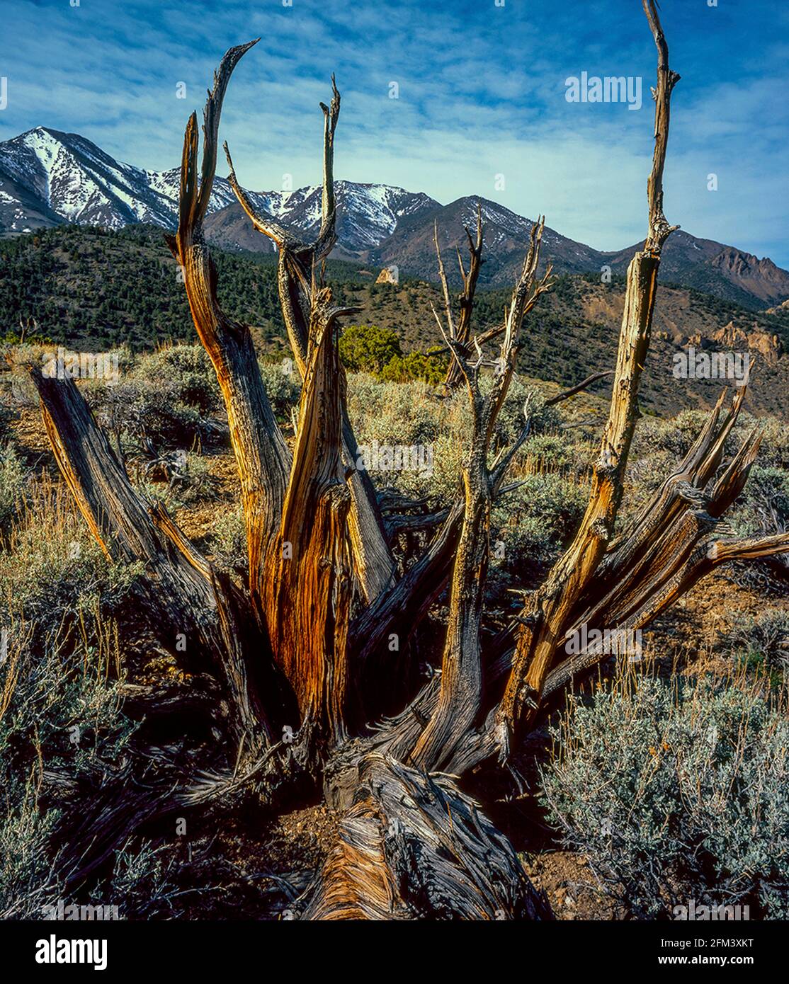 Desert tumbleweed hi-res stock photography and images - Alamy