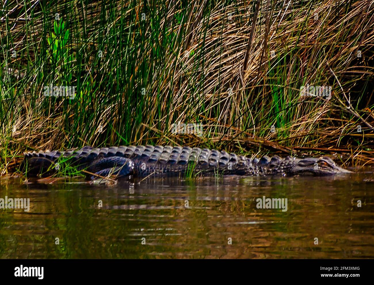 An alligator lays in the water in the Davis Bayou Area of Gulf Islands ...