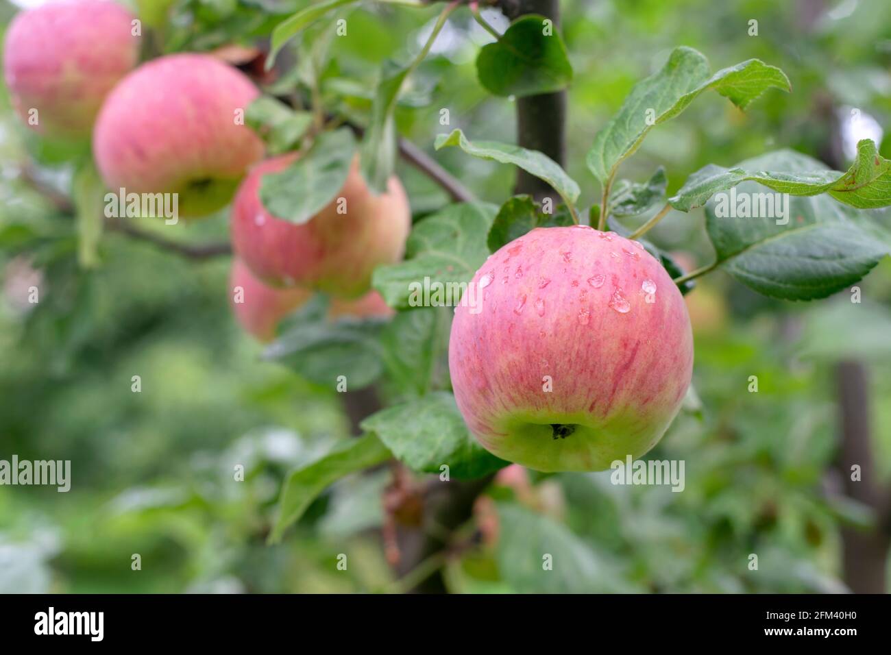 Red apple tree hi-res stock photography and images - Alamy