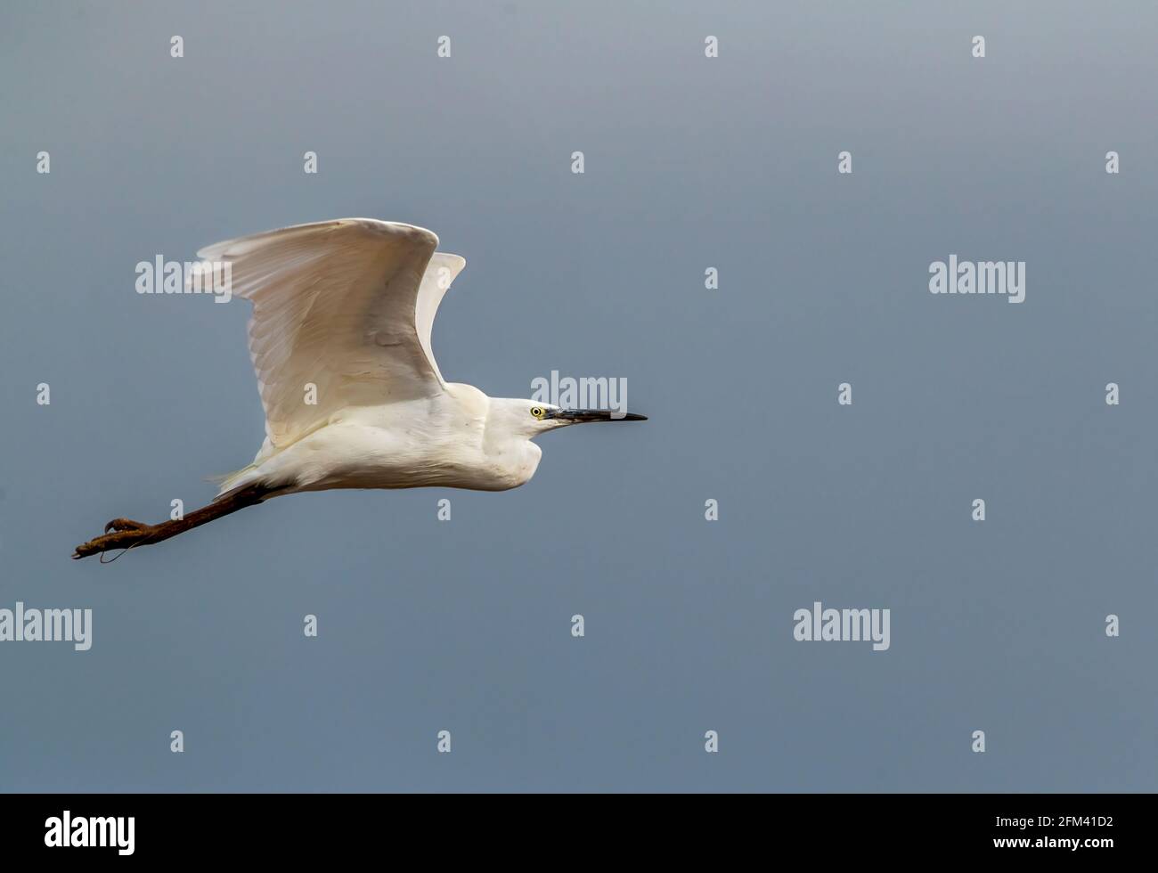 Little egret, Egretta garzetta, River Exe, Turf Locks, Devon Stock Photo - Alamy