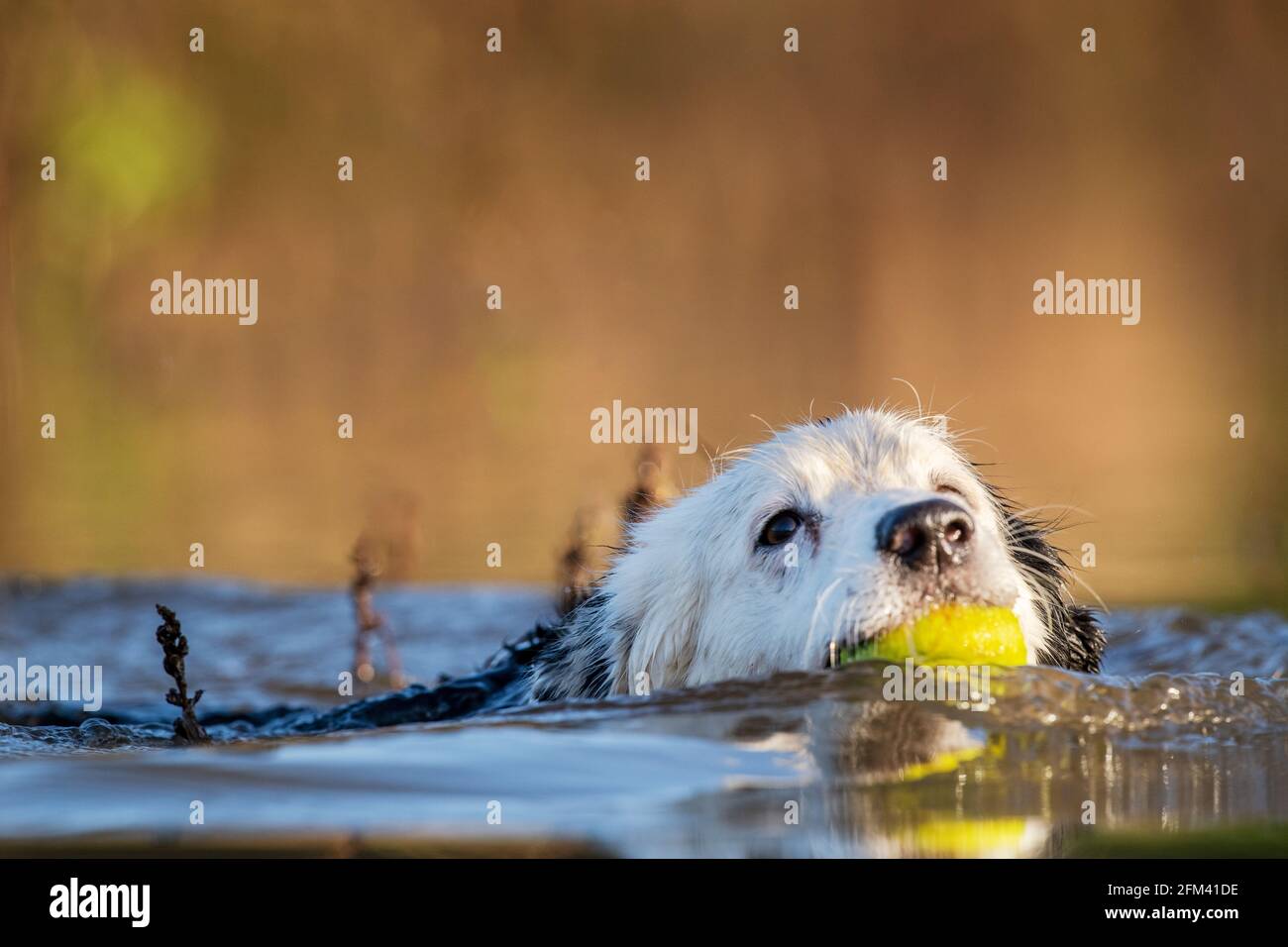 Border collie swimming, Flood defence channel, Exeter, Devon Stock ...