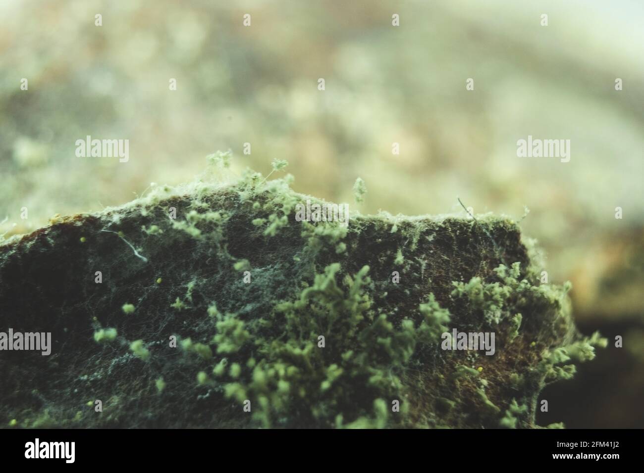 Mold and mildew close-up. Macro photo of white mold and fungus spores ...