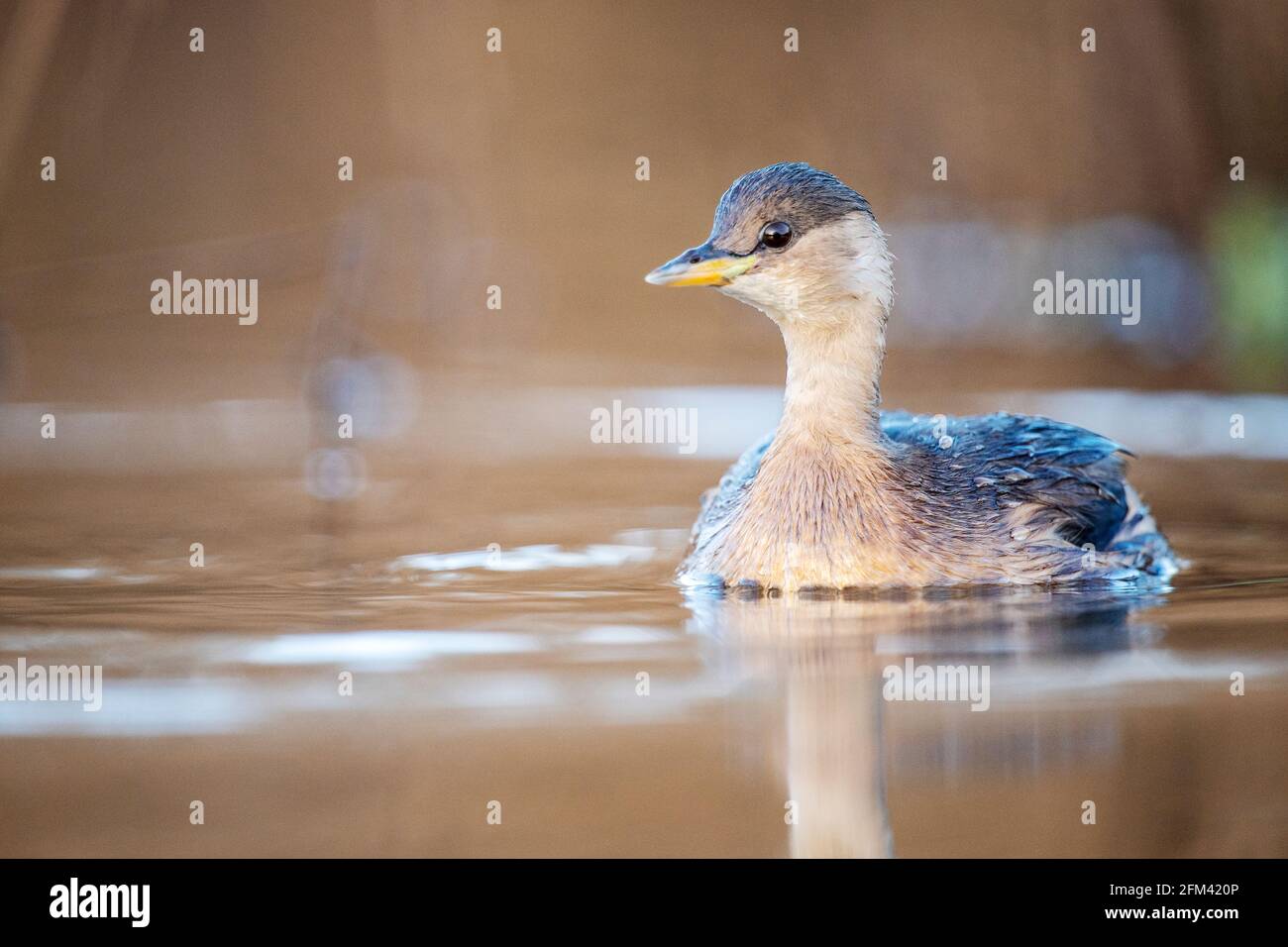 Little grebe winter plumage hi-res stock photography and images - Alamy