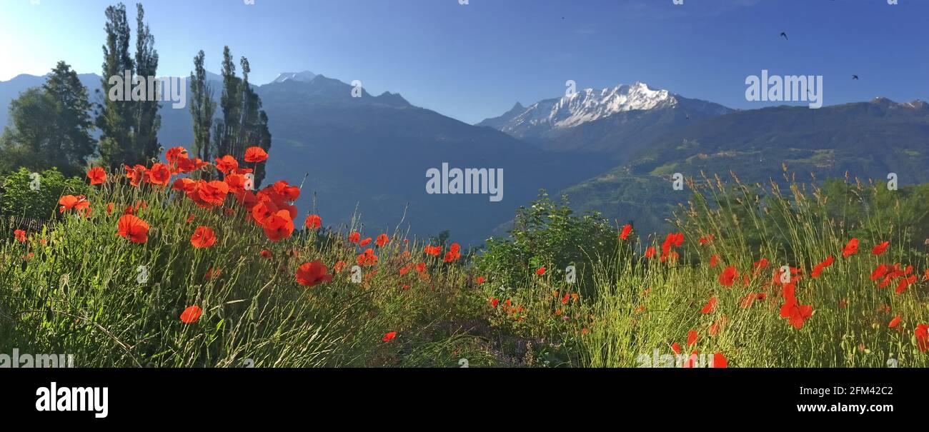 Meadow poppies under blue hi-res stock photography and images - Alamy