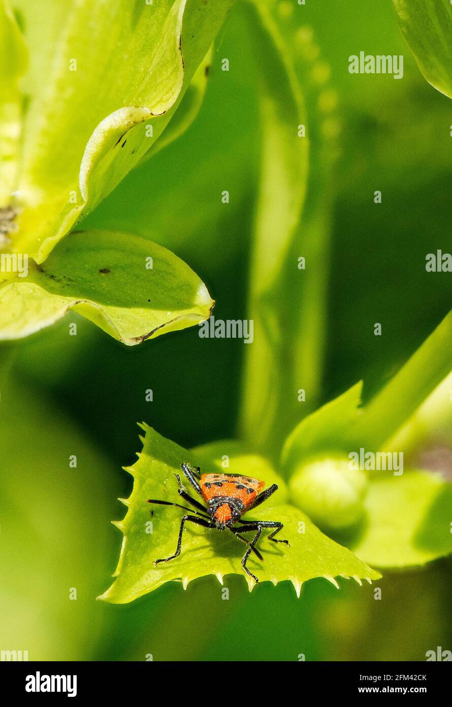 Cinnamon bug, Corizus hyoscyami, Exeter, Devon Stock Photo - Alamy
