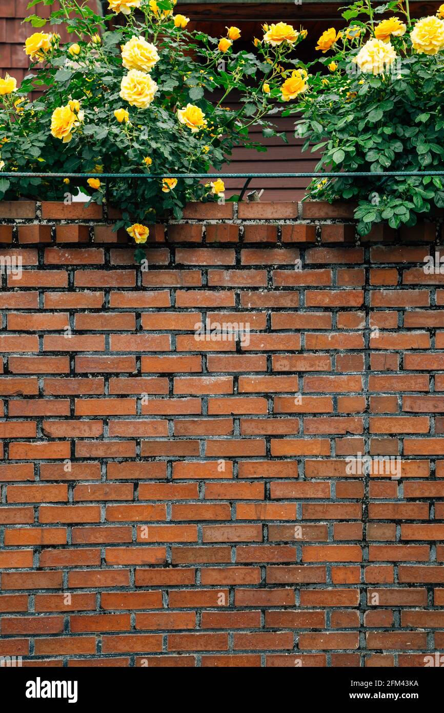 Brown brick wall with rose flowers decoration Stock Photo - Alamy