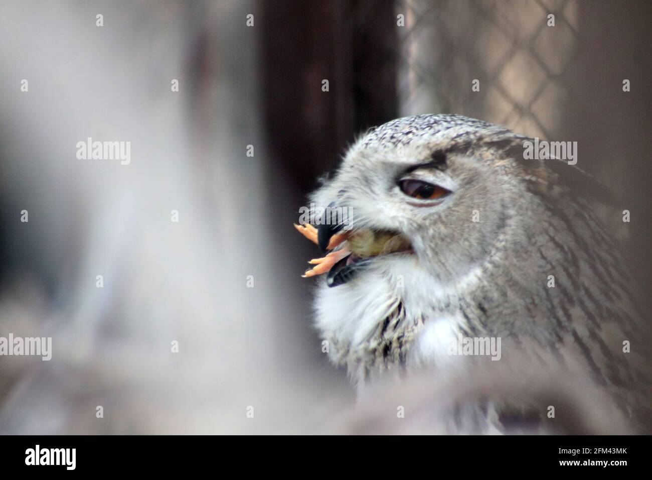 Owl eating chicken hi-res stock photography and images - Alamy