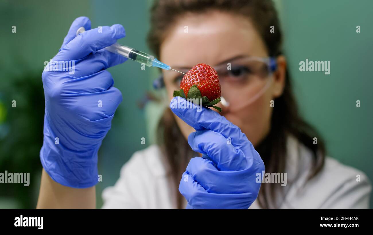 Closeup of chemist woman injecting organic strawberry with chemical ...