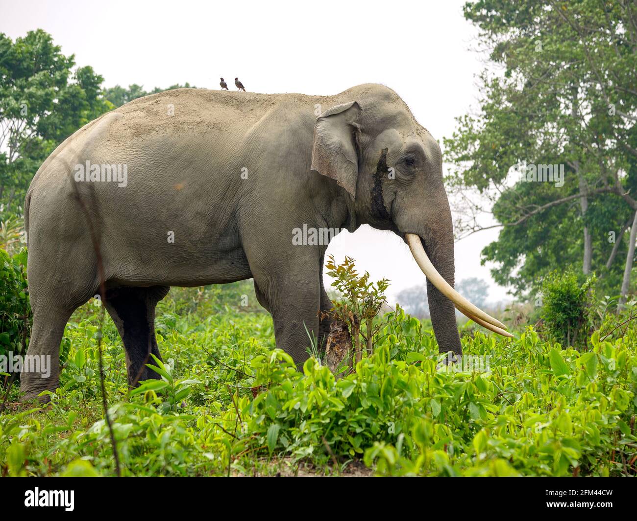 Wild Elephants in Kaziranga National Park, Assam, India Stock Photo - Alamy