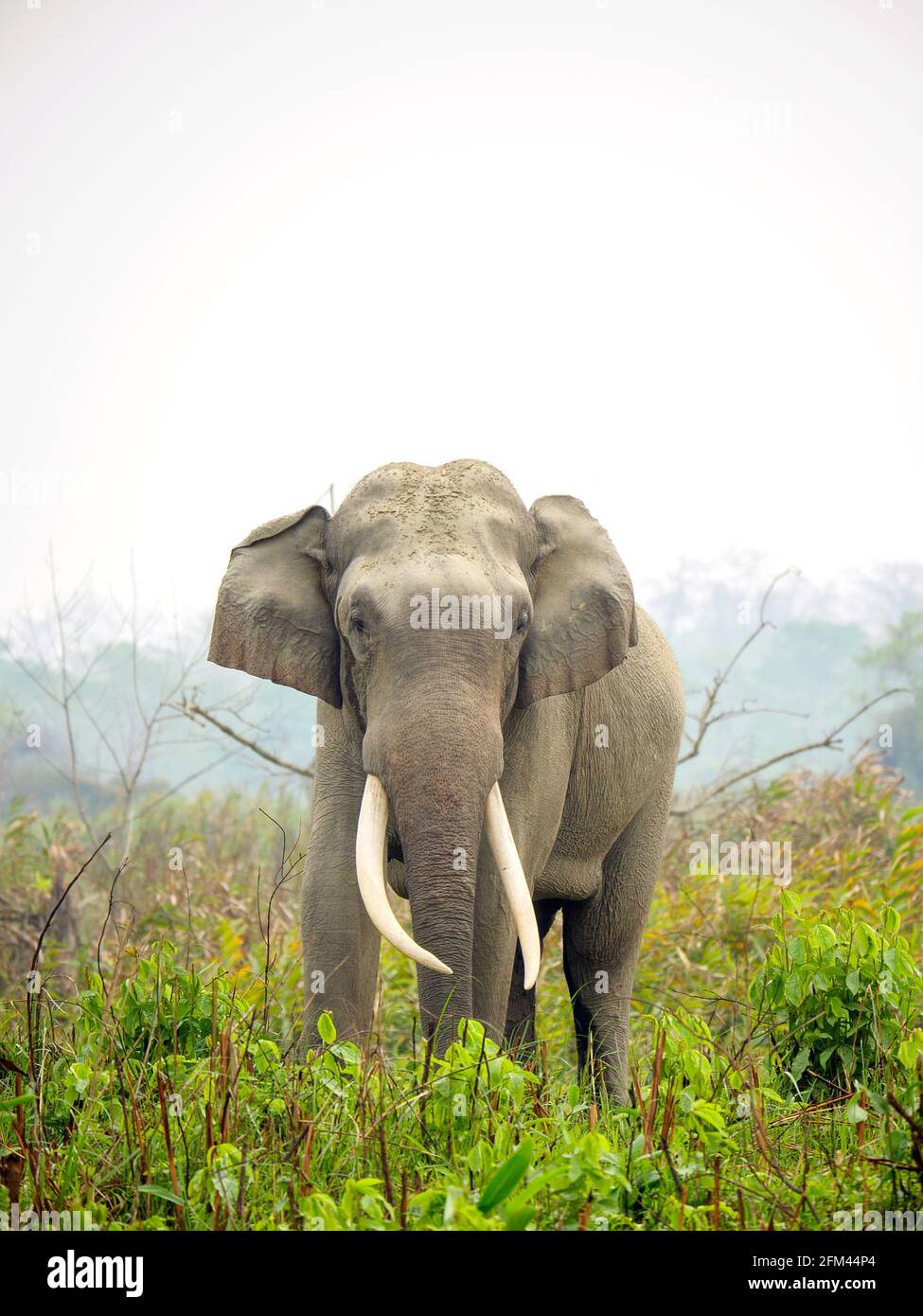 Wild Elephants in Kaziranga National Park, Assam, India Stock Photo - Alamy