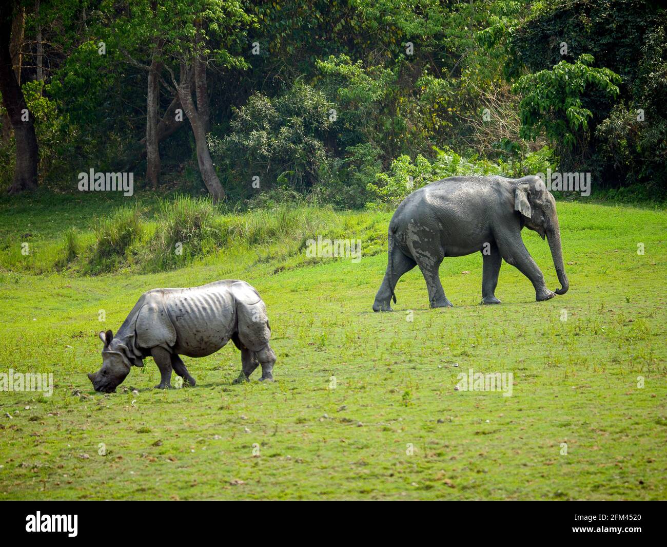 The Indian rhinoceros - Rhinoceros unicornis, the Indian rhino, greater ...
