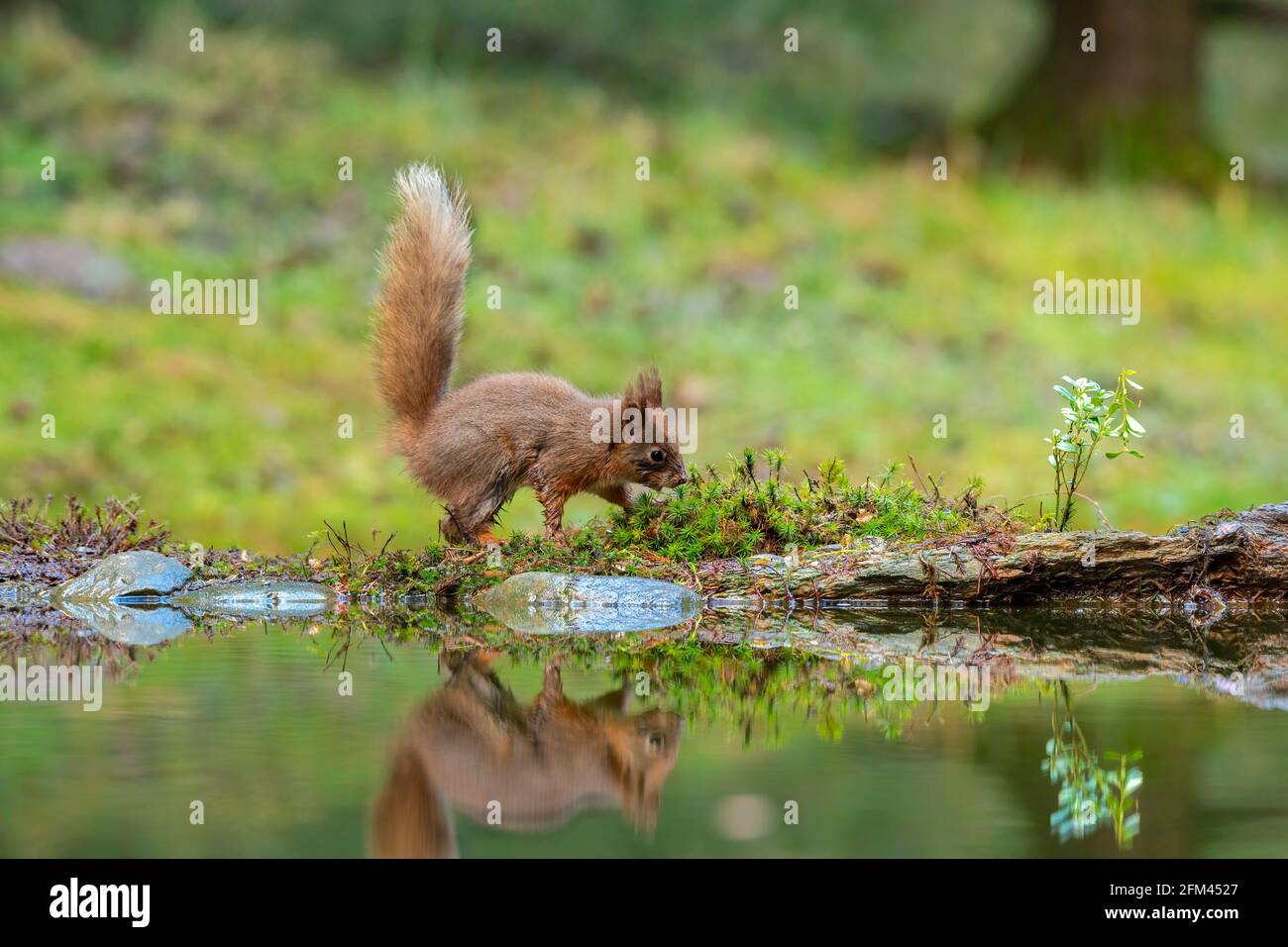 Red squirrel, Sciurus vulgaris, Hawes, Yorkshire Stock Photo - Alamy