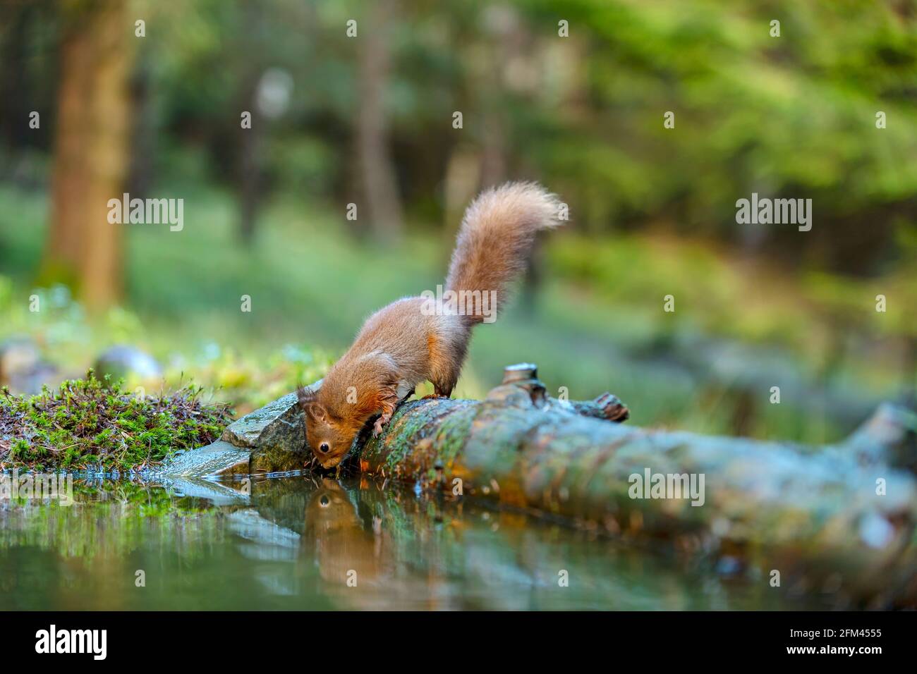 Red squirrel, Sciurus vulgaris, Hawes, Yorkshire Stock Photo - Alamy