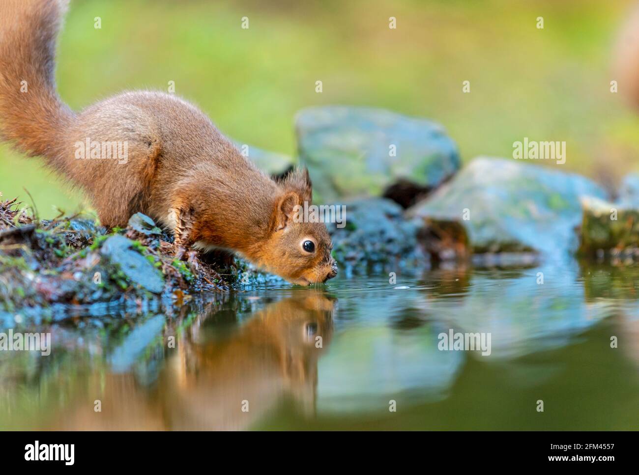 Red squirrel, Sciurus vulgaris, Hawes, Yorkshire Stock Photo - Alamy