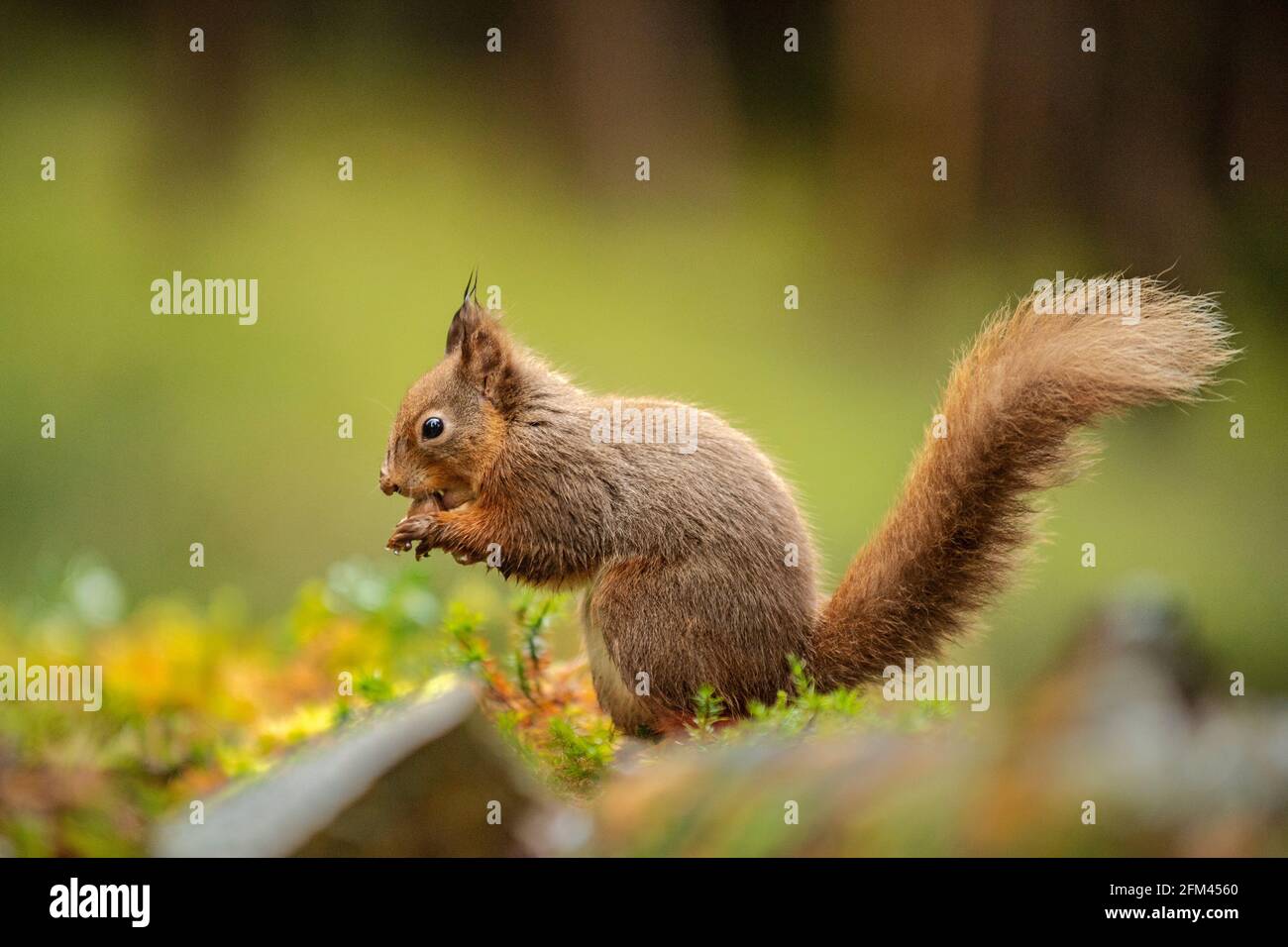Red squirrel, Sciurus vulgaris, Hawes, Yorkshire Stock Photo - Alamy